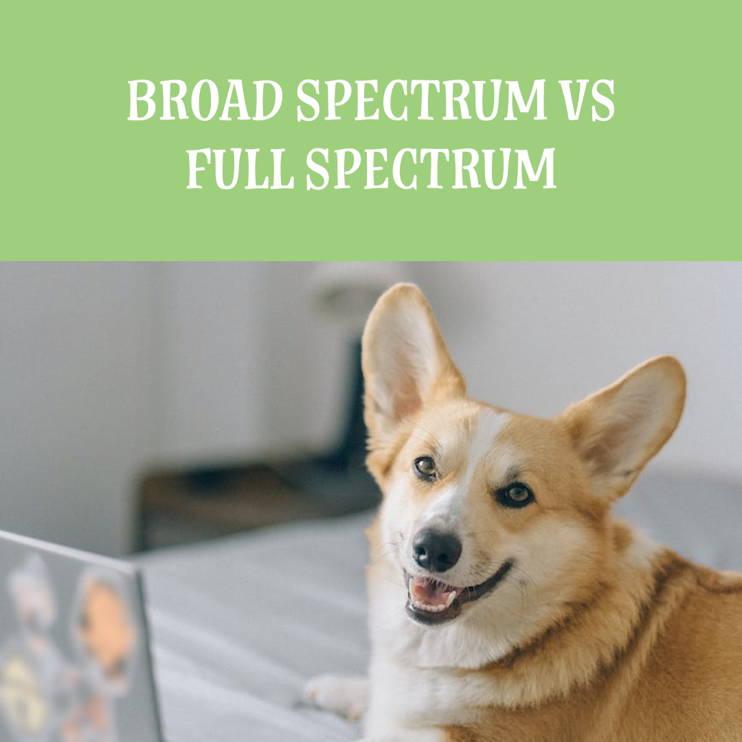 CBD Oil for Dogs: Broad Spectrum vs Full Spectrum | Rover's Wellness